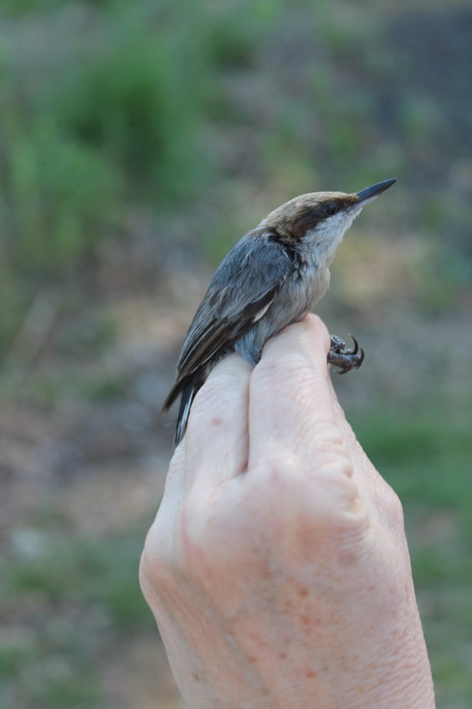 GGC Bird Lab – Just another Academic Commons Site site